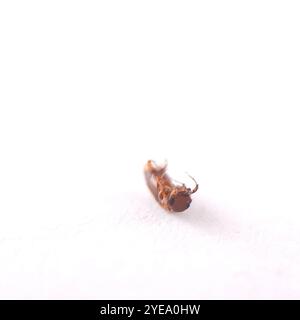 Pinhole Borer Beetles (Platypodinae Stock Photo - Alamy