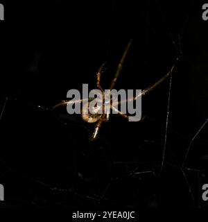 Zimbabwe Button Spider (Latrodectus rhodesiensis Stock Photo - Alamy