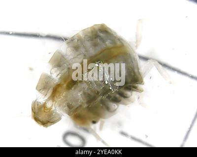 Marsh Beetles (Scirtidae Stock Photo - Alamy