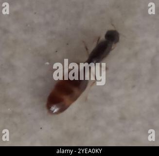 Yellow Fire Ant (Solenopsis punctaticeps) Insecta Stock Photo - Alamy