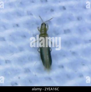 Common Thrips (Thripidae Stock Photo - Alamy