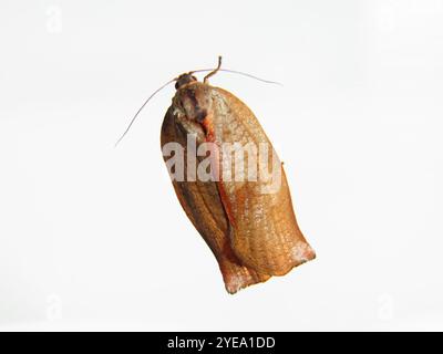 Oriental tea tortrix moth (Homona magnanima Stock Photo - Alamy