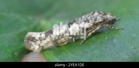 Citrus Flower Moth (Prays nephelomima Stock Photo - Alamy
