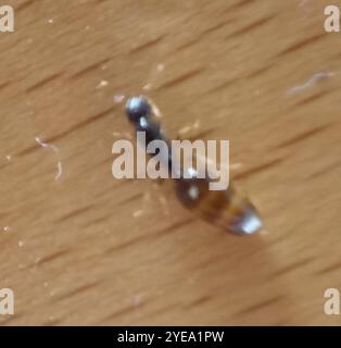 Yellow Fire Ant (Solenopsis punctaticeps Stock Photo - Alamy