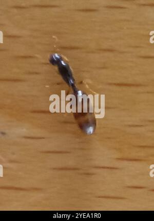 Yellow Fire Ant (Solenopsis punctaticeps) Insecta Stock Photo - Alamy