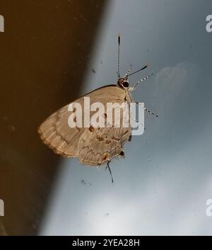 Lantana Hairstreak (Tmolus echion Stock Photo - Alamy