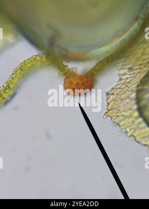 Anomalous Bristle-moss (Orthotrichum anomalum Stock Photo - Alamy