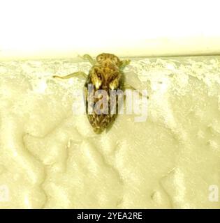 True Hoppers (Auchenorrhyncha Stock Photo - Alamy