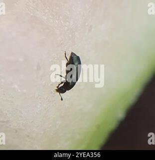 Common Pollen Beetle (Brassicogethes aeneus Stock Photo - Alamy
