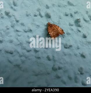 fig-tree skeletonizer moth (Choreutis nemorana Stock Photo - Alamy