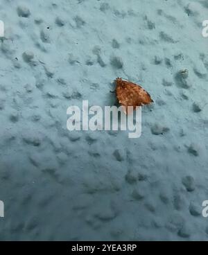 fig-tree skeletonizer moth (Choreutis nemorana Stock Photo - Alamy