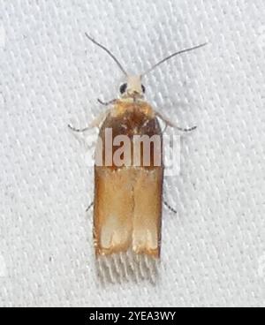 Two-toned Ancylis Moth (Ancylis divisana Stock Photo - Alamy