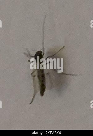 Mosquitoes and Midges (Culicomorpha Stock Photo - Alamy