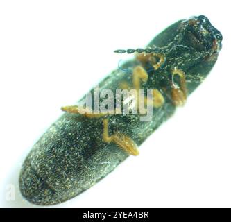 Basal Click Beetle (Limonius basilaris Stock Photo - Alamy