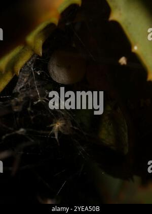 Zimbabwe Button Spider (Latrodectus rhodesiensis Stock Photo - Alamy