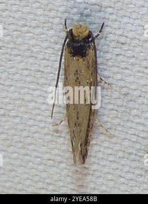 Dark-collared Tinea Moth (Tinea apicimaculella Stock Photo - Alamy