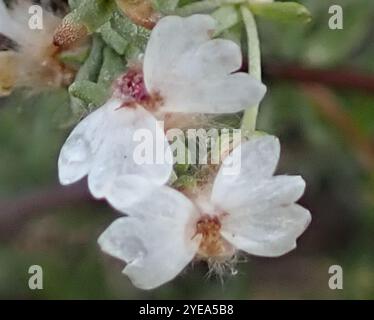 Cape Snow Bush (Eriocephalus africanus), Plantae, West Coast DC, South ...