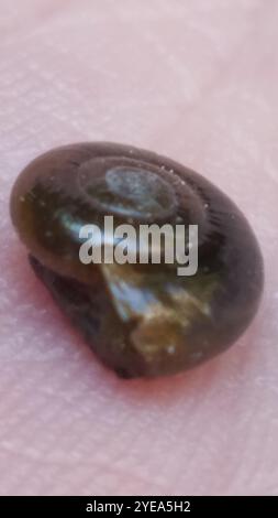 Glass Snails (Oxychilidae Stock Photo - Alamy
