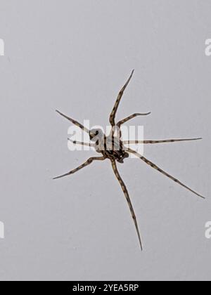 Common Spitting Spider (Scytodes thoracica Stock Photo - Alamy