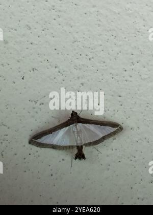 Melonworm Moth (Diaphania hyalinata Stock Photo - Alamy