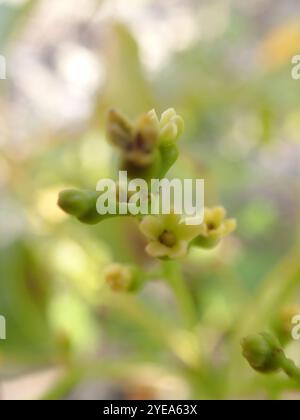 Poisonwood (Metopium toxiferum Stock Photo - Alamy