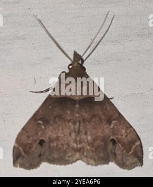 Ambiguous Moth (Lascoria ambigualis Stock Photo - Alamy
