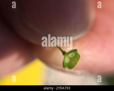 garlic penny-cress (Mummenhoffia alliacea), Plantae, Ohio, US Stock ...