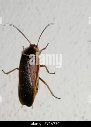 Cape Mountain Cockroach (Aptera fusca Stock Photo - Alamy