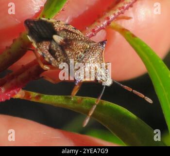 Schellenberg's soldier bug (Oechalia schellenbergii Stock Photo - Alamy