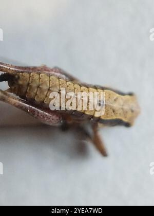 Shieldback Katydids (Tettigoniinae Stock Photo - Alamy