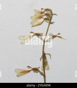Broad-lipped Twayblade (Neottia convallarioides Stock Photo - Alamy