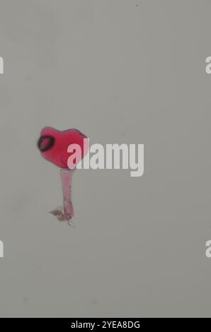 Rocky Mountain Maple Felt Mite (Aceria calaceris Stock Photo - Alamy