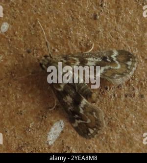Pond moth (Hygraula nitens Stock Photo - Alamy