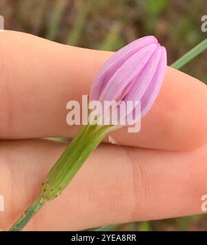 rose rush (Lygodesmia aphylla Stock Photo - Alamy
