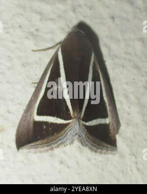 White Triangle (Chalciope delta Stock Photo - Alamy