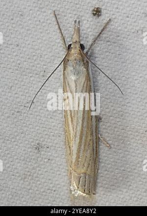 Eastern Grass-veneer (Crambus laqueatellus Stock Photo - Alamy
