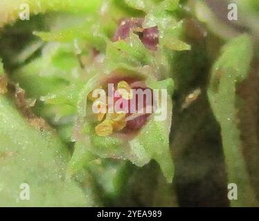 African Purslane (Zaleya pentandra Stock Photo - Alamy