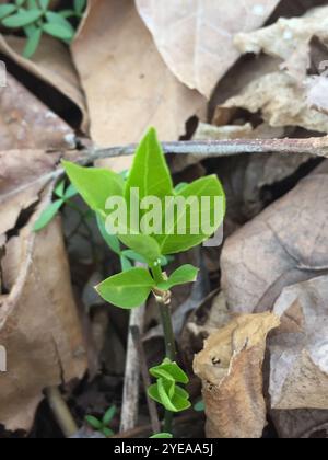 Running Strawberry-bush (Euonymus obovatus Stock Photo - Alamy