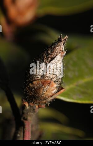 Rhododendron Blight (Seifertia azaleae Stock Photo - Alamy