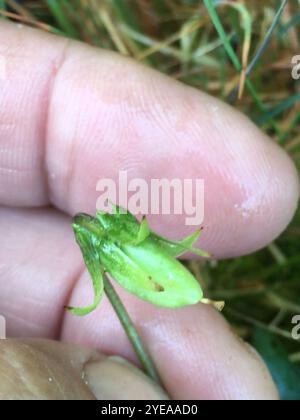 three-lobed violet (Viola palmata Stock Photo - Alamy