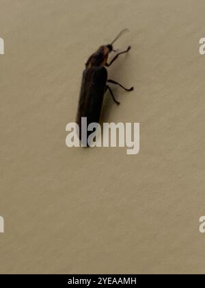 typical fireflies (Lampyrinae Stock Photo - Alamy