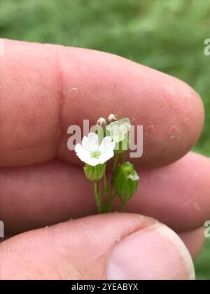 Silene antirrhina L Silene antirrhina L Stock Photo - Alamy