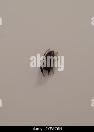 Oak Jumping Spider (Ballus chalybeius Stock Photo - Alamy