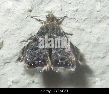 Peacock Moths (Brenthia Stock Photo - Alamy