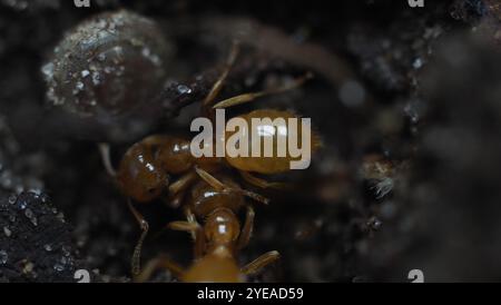 Citronella Ants (Acanthomyops Stock Photo - Alamy