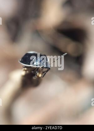 White-margined Burrower Bug (Sehirus cinctus Stock Photo - Alamy