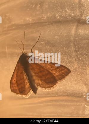 Drab Brown Wave (Lobocleta ossularia Stock Photo - Alamy