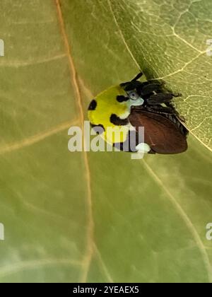 Mexican Treehopper (Membracis mexicana Stock Photo - Alamy