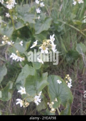 coastal manroot (Marah oregana Stock Photo - Alamy