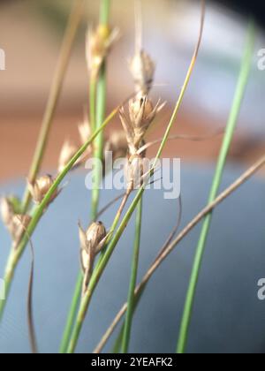 Slender Path Rush (Juncus tenuis Stock Photo - Alamy